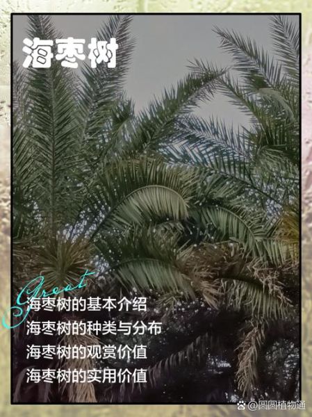 海枣怎么种_海枣树多久结果-第2张图片-山城妙识 海枣怎么种_海枣树多久结果-第2张图片-山城妙识