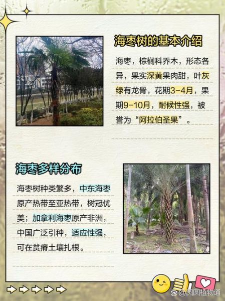 海枣怎么种_海枣树多久结果-第3张图片-山城妙识 海枣怎么种_海枣树多久结果-第3张图片-山城妙识