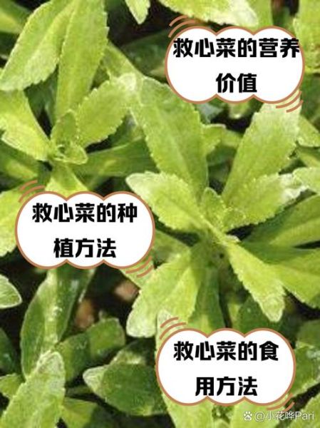 救心菜的功效与作用_救心菜怎么吃降血压-第1张图片-山城妙识