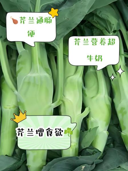 芥兰菜的功效与作用禁忌_什么人不能吃-第2张图片-山城妙识 芥兰菜的功效与作用禁忌_什么人不能吃-第2张图片-山城妙识