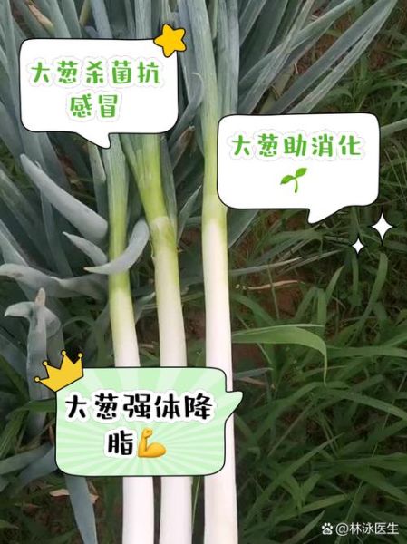 大葱的营养价值_大葱有哪些营养成分-第3张图片-山城妙识