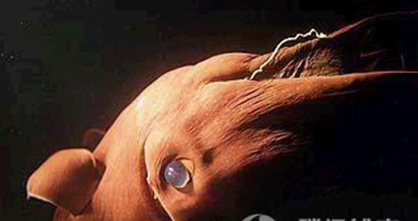 吸血鬼乌贼怎么发光_吸血鬼乌贼有毒吗-第1张图片-山城妙识