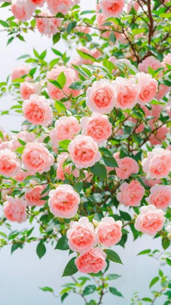 玫瑰花图片唯美壁纸哪里找_如何设置手机高清玫瑰背景-第3张图片-山城妙识