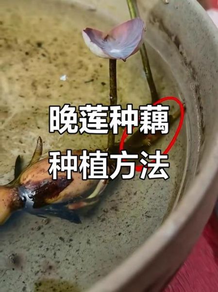 莲藕怎么种植_莲藕种植方法步骤-第1张图片-山城妙识