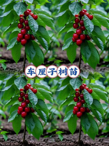 樱桃树苗怎么种_樱桃树苗几年结果-第1张图片-山城妙识 樱桃树苗怎么种_樱桃树苗几年结果-第1张图片-山城妙识