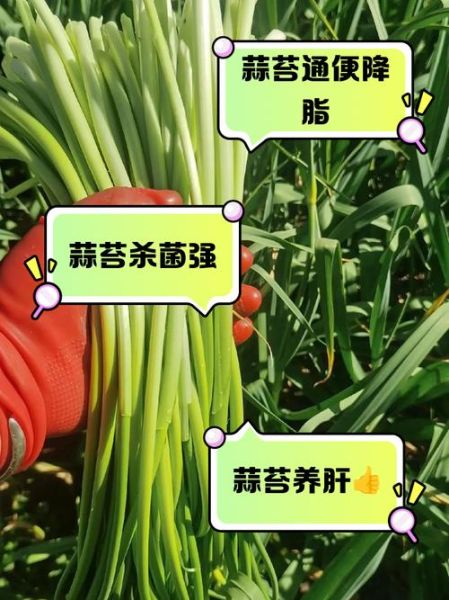 蒜苔的营养价值_蒜苔的功效与作用-第3张图片-山城妙识 蒜苔的营养价值_蒜苔的功效与作用-第3张图片-山城妙识