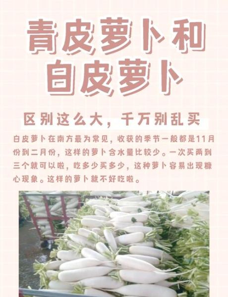 青萝卜和白萝卜哪个好_青萝卜和白萝卜的区别-第1张图片-山城妙识