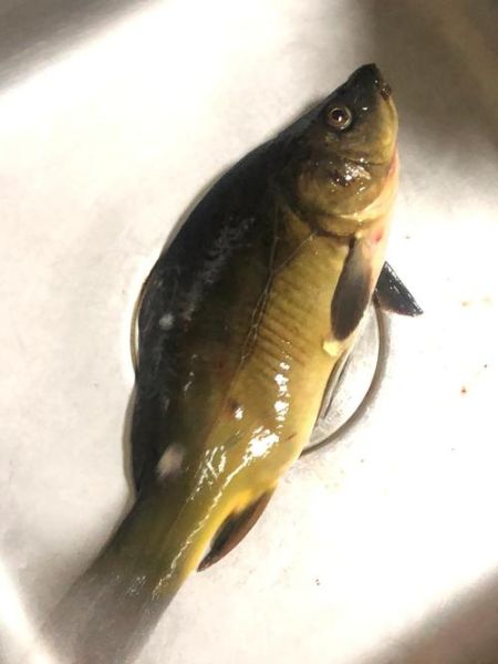 三道鳞是什么鱼_多少钱一斤-第2张图片-山城妙识 三道鳞是什么鱼_多少钱一斤-第2张图片-山城妙识