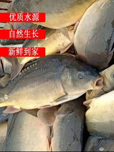 三道鳞是什么鱼_多少钱一斤-第3张图片-山城妙识 三道鳞是什么鱼_多少钱一斤-第3张图片-山城妙识