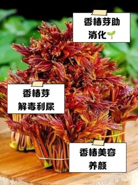 香椿的功效与作用及禁忌_哪些人不能吃-第2张图片-山城妙识 香椿的功效与作用及禁忌_哪些人不能吃-第2张图片-山城妙识