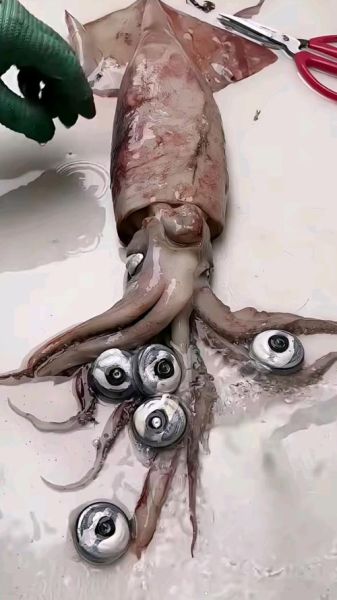 大鱿鱼怎么处理_大鱿鱼清洗去腥步骤-第2张图片-山城妙识 大鱿鱼怎么处理_大鱿鱼清洗去腥步骤-第2张图片-山城妙识