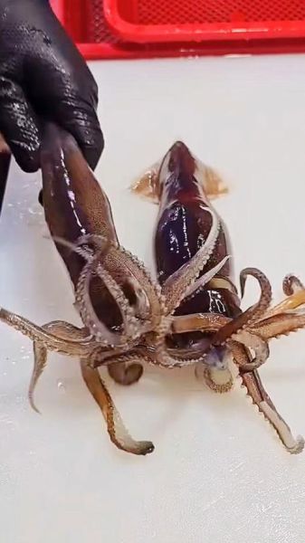 大鱿鱼怎么处理_大鱿鱼清洗去腥步骤-第1张图片-山城妙识 大鱿鱼怎么处理_大鱿鱼清洗去腥步骤-第1张图片-山城妙识