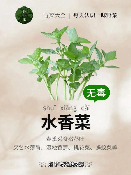 水香菜怎么吃_水香菜的功效与作用-第1张图片-山城妙识