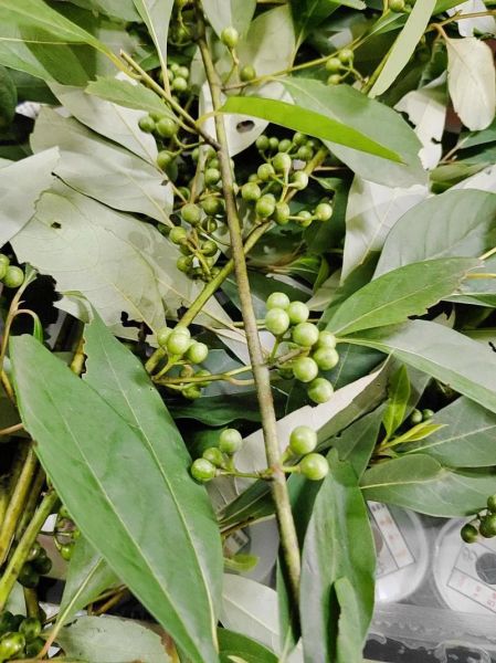 木姜子树长什么样_木姜子树图片大全-第3张图片-山城妙识