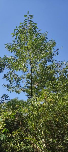 木姜子树长什么样_木姜子树图片大全-第2张图片-山城妙识