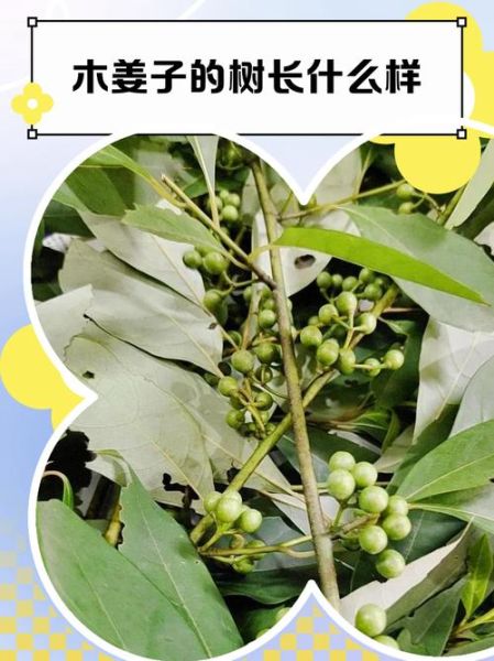 木姜子树长什么样_木姜子树图片大全-第1张图片-山城妙识
