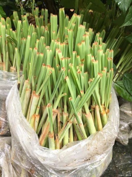 蒲菜怎么做好吃_蒲菜图片大全-第3张图片-山城妙识