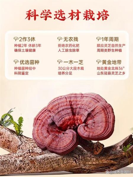 灵芝孢子粉多少钱一斤_灵芝孢子粉价格差异原因-第2张图片-山城妙识 灵芝孢子粉多少钱一斤_灵芝孢子粉价格差异原因-第2张图片-山城妙识