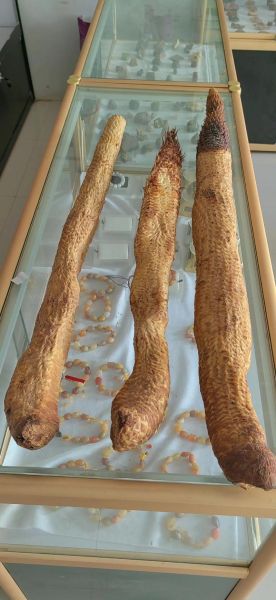 男人吃锁阳能延时吗_锁阳持久力真假-第1张图片-山城妙识 男人吃锁阳能延时吗_锁阳持久力真假-第1张图片-山城妙识