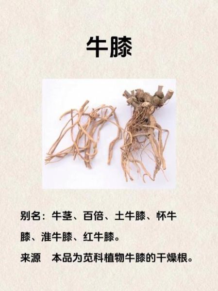 牛膝圆是哪个部位_牛膝圆的功效与作用-第2张图片-山城妙识