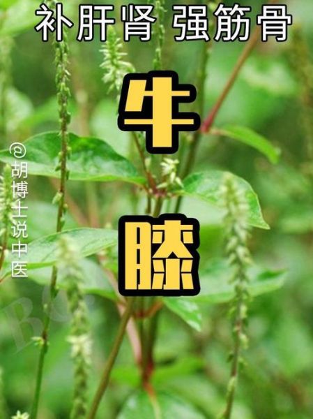 牛膝圆是哪个部位_牛膝圆的功效与作用-第3张图片-山城妙识