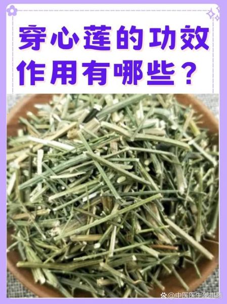 穿心莲图片长什么样_穿心莲的功效与作用有哪些-第1张图片-山城妙识 穿心莲图片长什么样_穿心莲的功效与作用有哪些-第1张图片-山城妙识