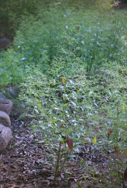 穿心莲图片长什么样_穿心莲的功效与作用有哪些-第2张图片-山城妙识 穿心莲图片长什么样_穿心莲的功效与作用有哪些-第2张图片-山城妙识