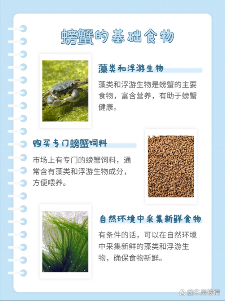 螃蟹吃什么食物为主_家养螃蟹喂什么最好-第2张图片-山城妙识