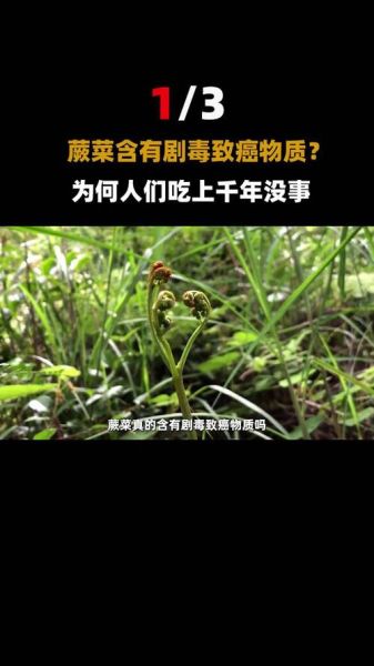蕨菜根致癌吗_蕨菜根毒性真相-第3张图片-山城妙识 蕨菜根致癌吗_蕨菜根毒性真相-第3张图片-山城妙识