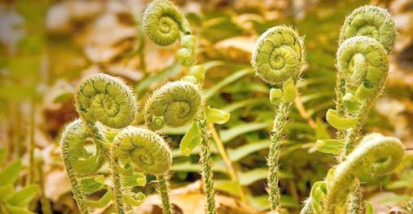 蕨菜根致癌吗_蕨菜根毒性真相-第1张图片-山城妙识 蕨菜根致癌吗_蕨菜根毒性真相-第1张图片-山城妙识