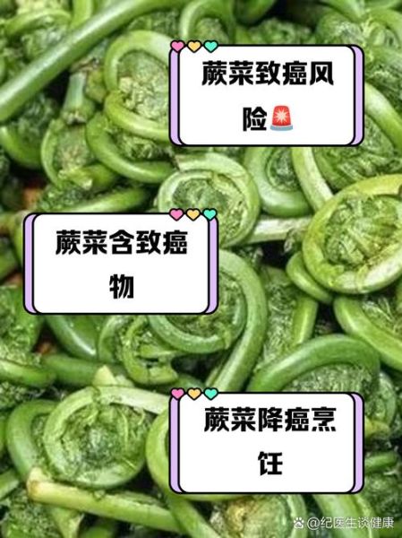 蕨菜根致癌吗_蕨菜根毒性真相-第2张图片-山城妙识 蕨菜根致癌吗_蕨菜根毒性真相-第2张图片-山城妙识