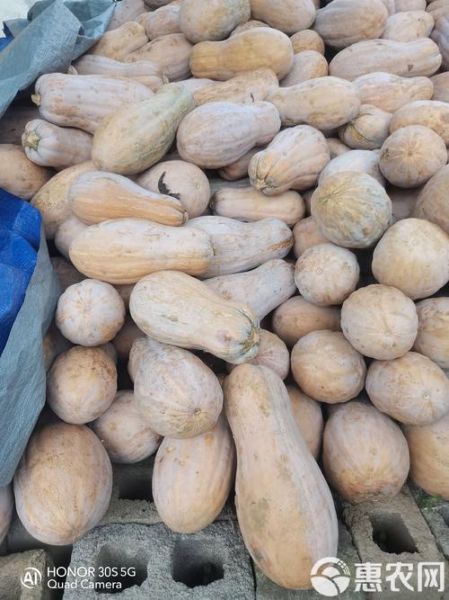 长南瓜图片大全_长南瓜品种有哪些-第3张图片-山城妙识