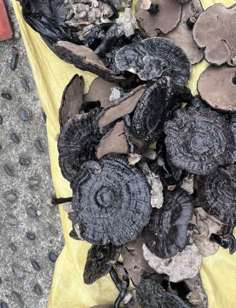 灵芝菇图片_如何辨别真假-第2张图片-山城妙识 灵芝菇图片_如何辨别真假-第2张图片-山城妙识