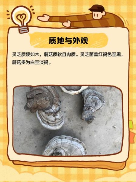 灵芝菇图片_如何辨别真假-第3张图片-山城妙识 灵芝菇图片_如何辨别真假-第3张图片-山城妙识