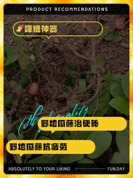 野地瓜学名是什么_野地瓜药用价值有哪些-第2张图片-山城妙识