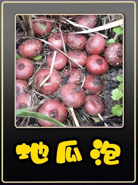 野地瓜学名是什么_野地瓜药用价值有哪些-第3张图片-山城妙识