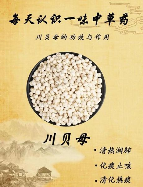 川贝粉哪些人不能吃_川贝粉禁忌人群-第3张图片-山城妙识