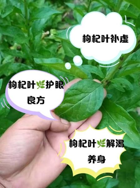 枸杞叶汤的功效与作用_枸杞叶汤怎么做才养肝明目-第2张图片-山城妙识