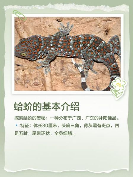 2021蛤蚧多少钱一斤_蛤蚧价格走势分析-第1张图片-山城妙识