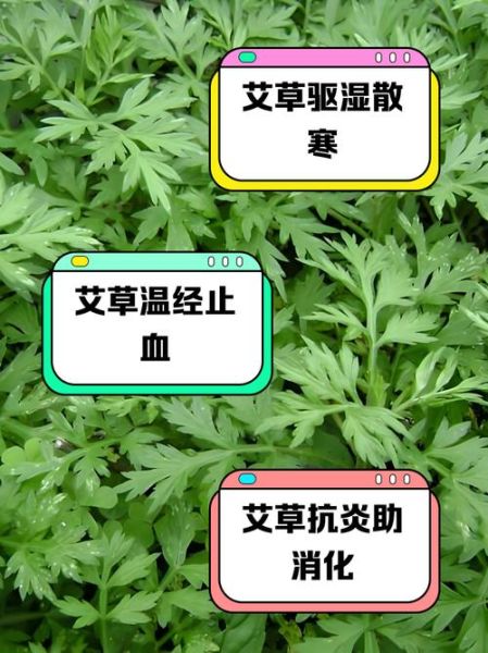 艾草怎么治妇科炎症_艾草治妇科炎症怎么用-第2张图片-山城妙识 艾草怎么治妇科炎症_艾草治妇科炎症怎么用-第2张图片-山城妙识