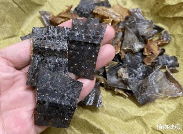 2021蛤蚧多少钱一斤_蛤蚧价格走势分析-第3张图片-山城妙识