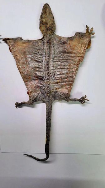 2021蛤蚧多少钱一斤_蛤蚧价格走势分析-第2张图片-山城妙识