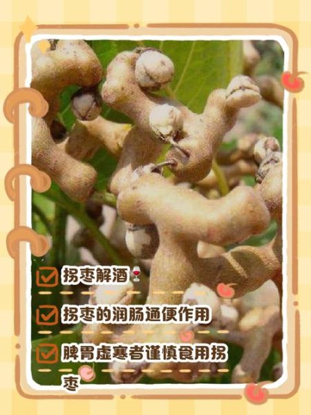 拐枣子的功效与作用_拐枣子怎么吃效果最好-第2张图片-山城妙识 拐枣子的功效与作用_拐枣子怎么吃效果最好-第2张图片-山城妙识