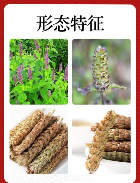 夏枯草口服液功效与作用_夏枯草口服液说明书-第1张图片-山城妙识