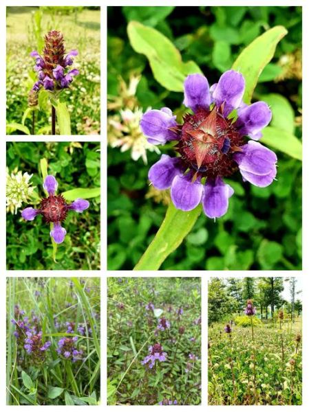 夏枯草口服液功效与作用_夏枯草口服液说明书-第2张图片-山城妙识