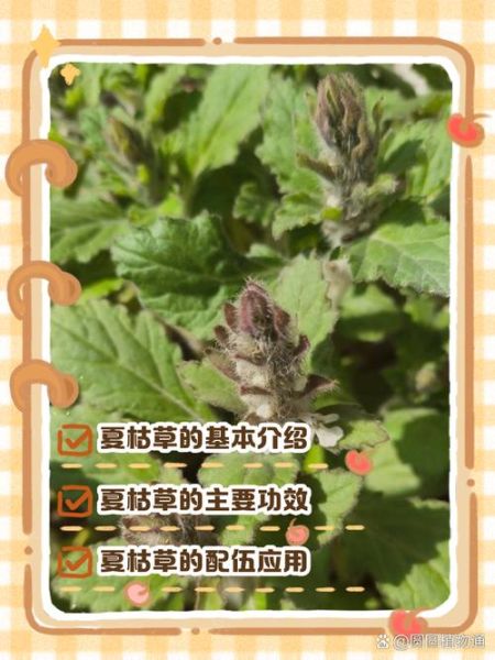 夏枯草口服液功效与作用_夏枯草口服液说明书-第3张图片-山城妙识