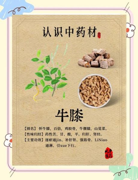牛膝的功效与作用_牛膝的禁忌人群-第2张图片-山城妙识 牛膝的功效与作用_牛膝的禁忌人群-第2张图片-山城妙识