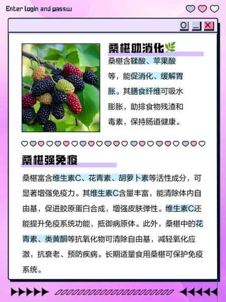 桑椹功效与作用及食用方法_桑椹一天吃多少合适-第3张图片-山城妙识 桑椹功效与作用及食用方法_桑椹一天吃多少合适-第3张图片-山城妙识