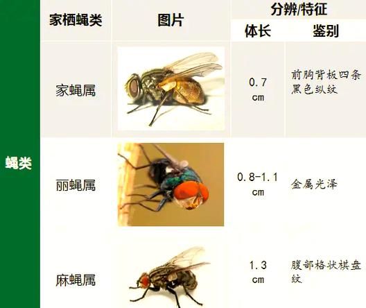 苍蝇吃什么_苍蝇为什么吃腐烂食物-第2张图片-山城妙识