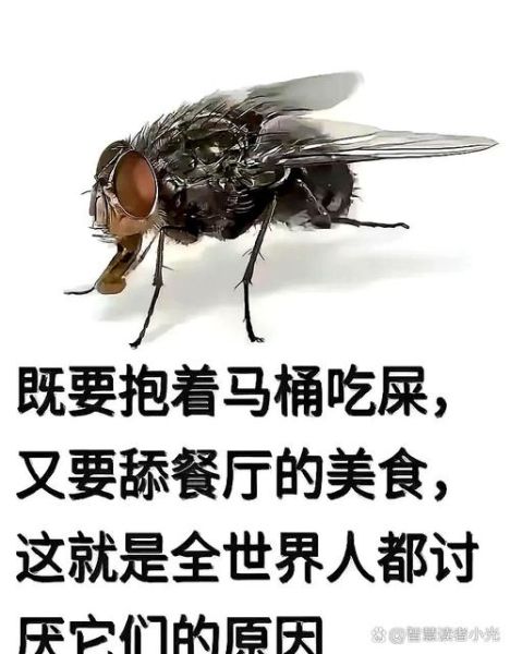 苍蝇吃什么_苍蝇为什么吃腐烂食物-第1张图片-山城妙识
